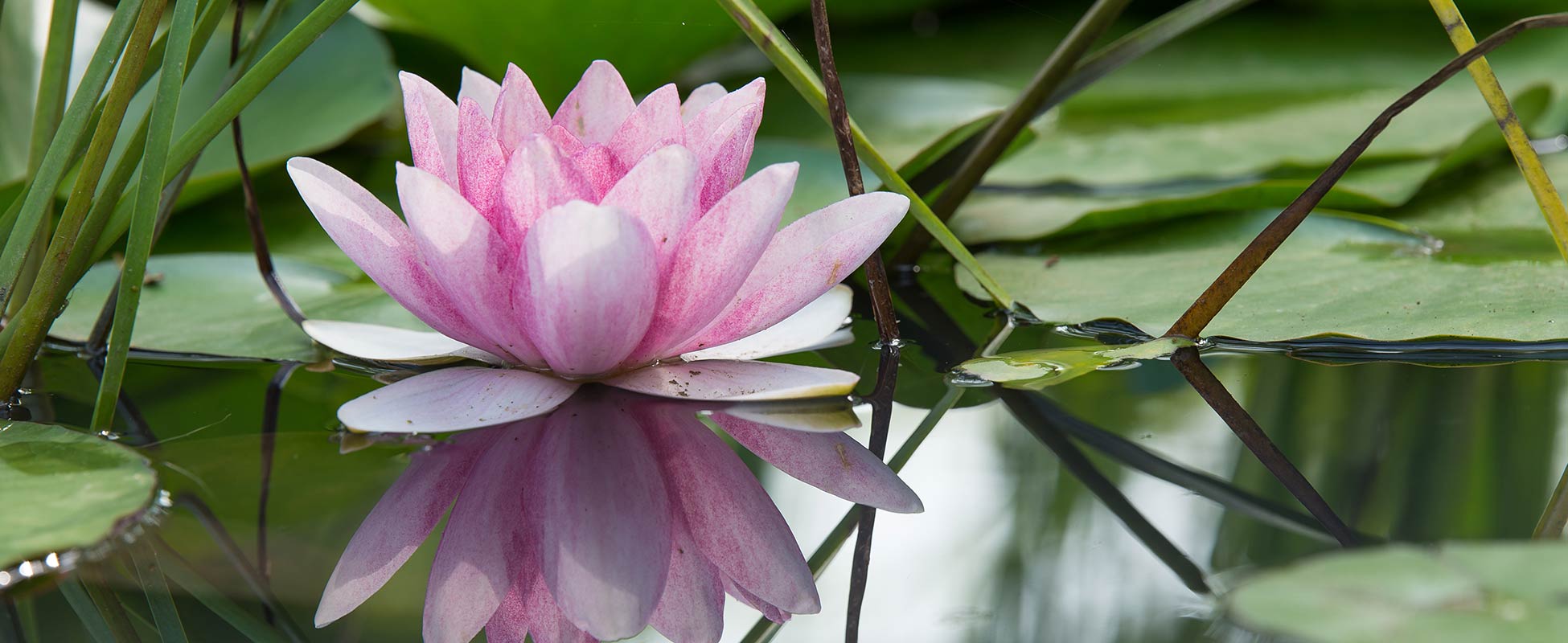 About Qi Balance | Qi Balance